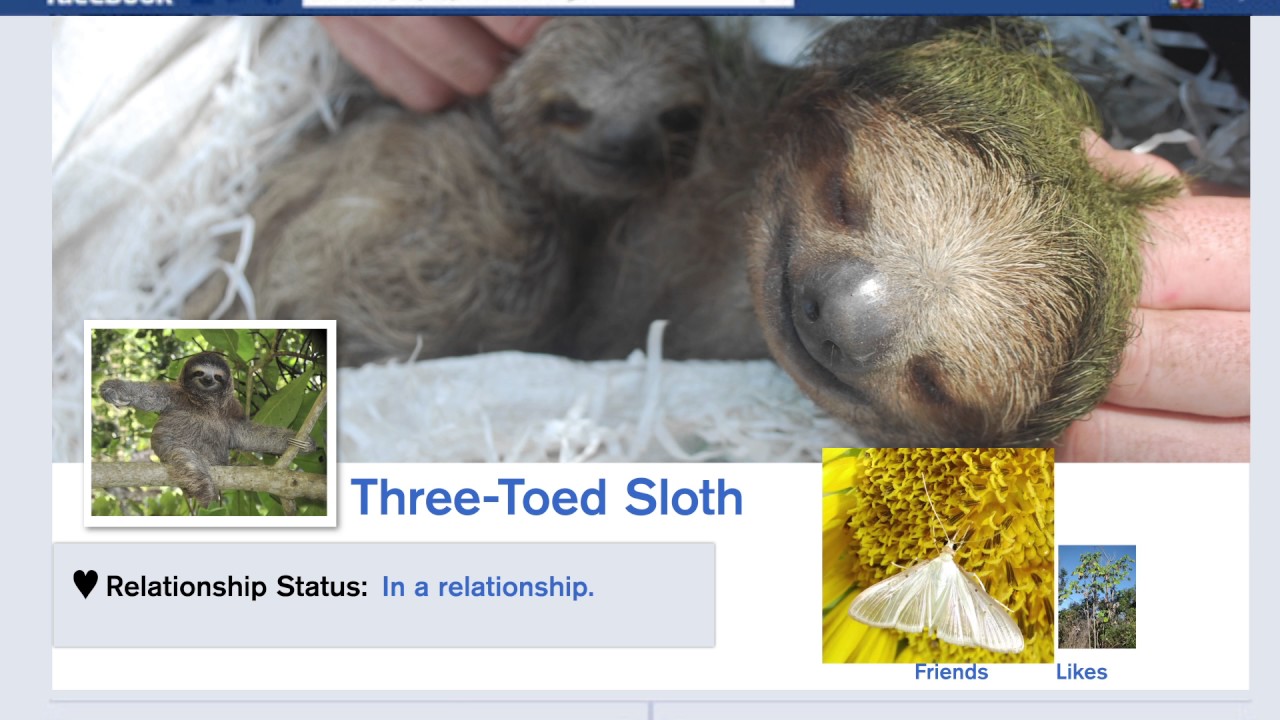 SmartNews: Suicidal Sloths? Smithsonian Magazine