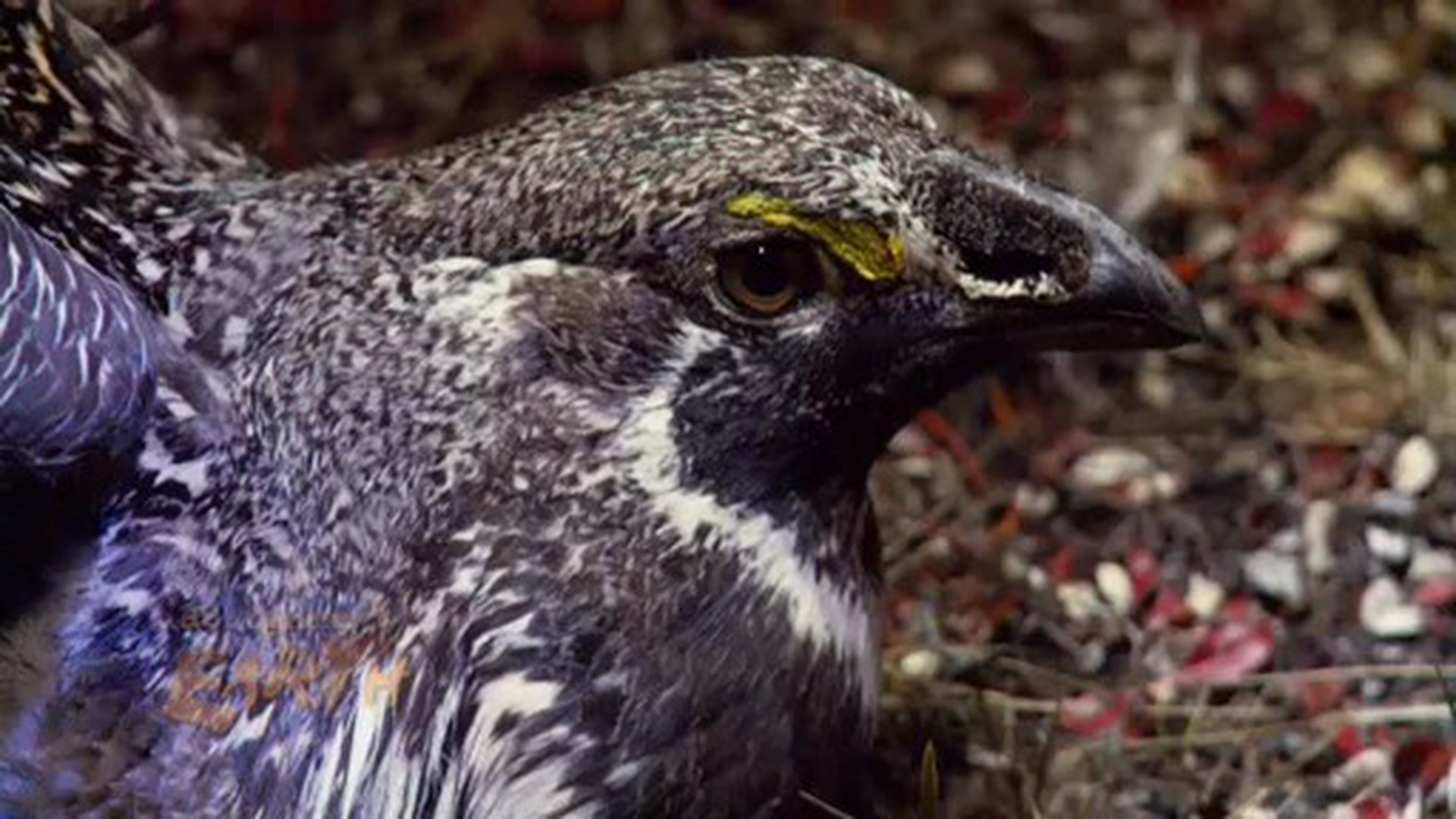 Sage Grouse in the Spotlight Smithsonian Magazine