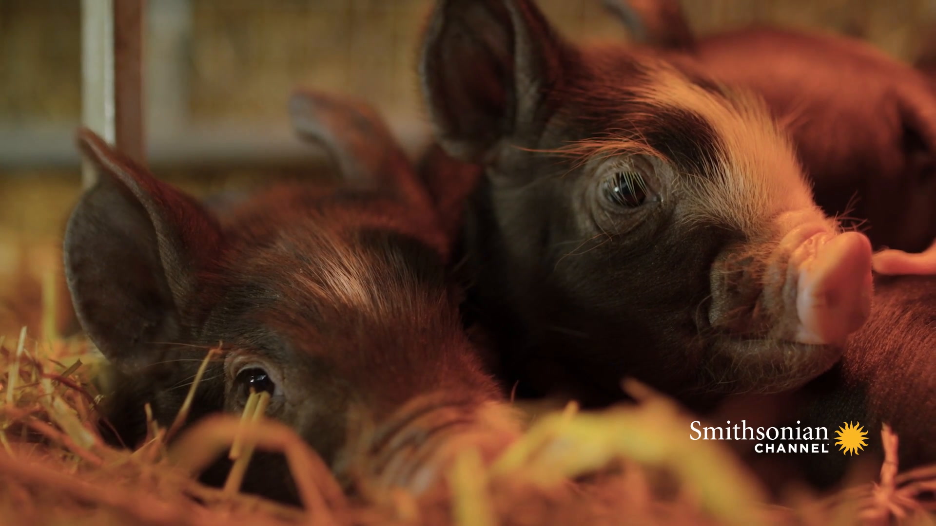 Baby Piglet Struggles to Find Her Mealtime Place Smithsonian Magazine