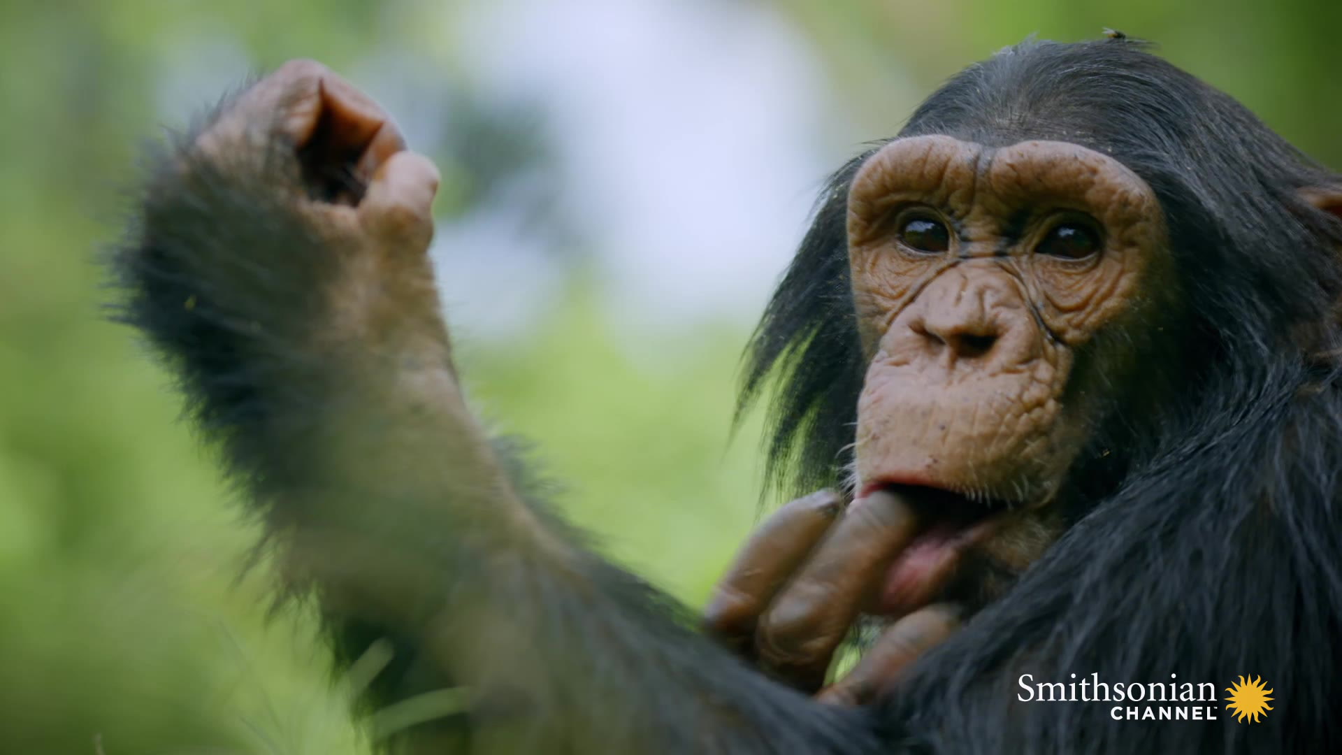 Like Humans, Chimps Learn Behavior From One Another Smithsonian Magazine