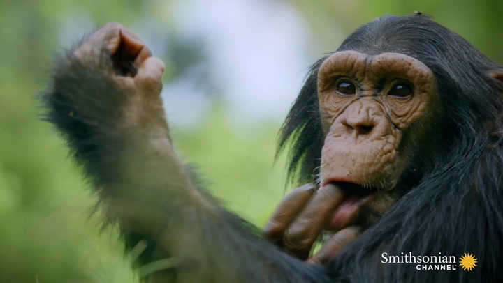 Like Humans, Chimps Learn Behavior From One Another Smithsonian Magazine