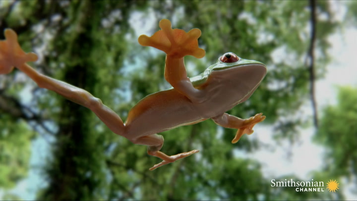 Tree Frog Effortlessly Skydives Away from Hungry Snake Smithsonian Magazine