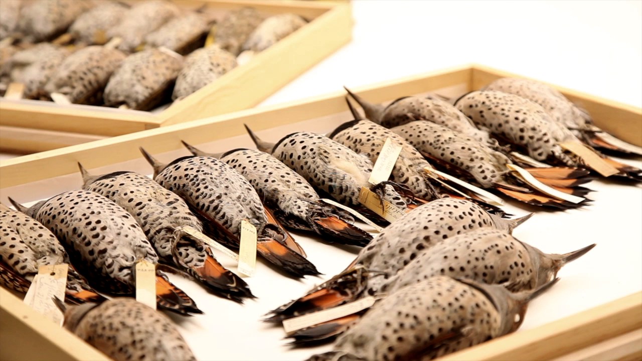 How to Identify a Bird From a Single Feather Smithsonian Magazine