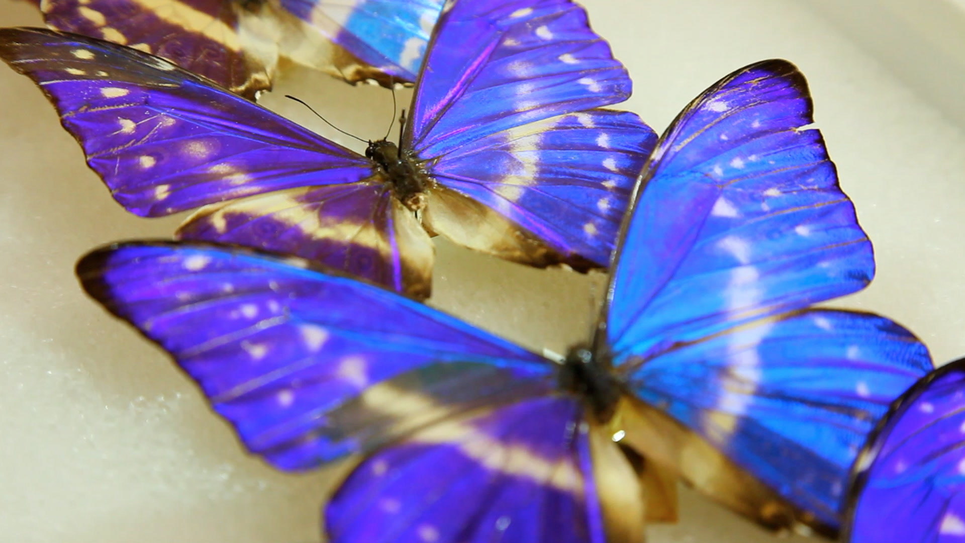 How Butterfly Wings Inspire Innovation Smithsonian Magazine