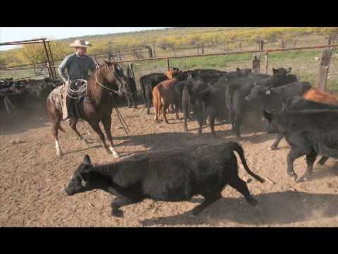 How Cowboys Breed Perfect Cattle Smithsonian Magazine