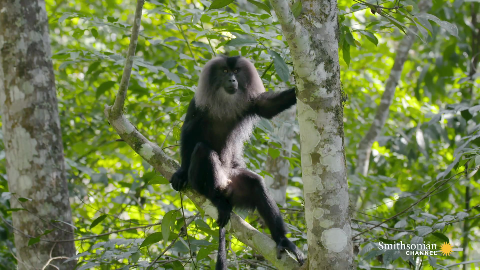 This Alpha Male Macaque's Leadership Has Paid Dividends Smithsonian ...