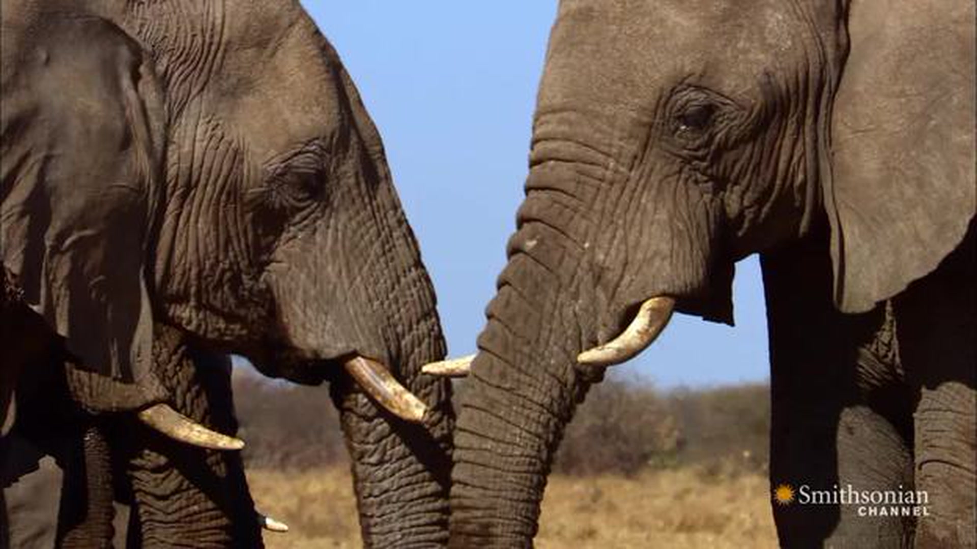 The Elephant Whisperer Smithsonian Magazine