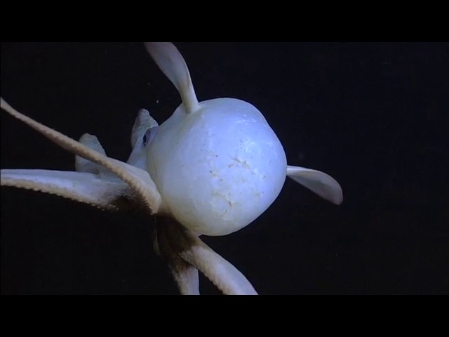 Dance of the Dumbo Octopus Smithsonian Magazine