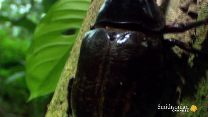 Here's How the Strongest Insect on the Planet Fights Smithsonian Magazine