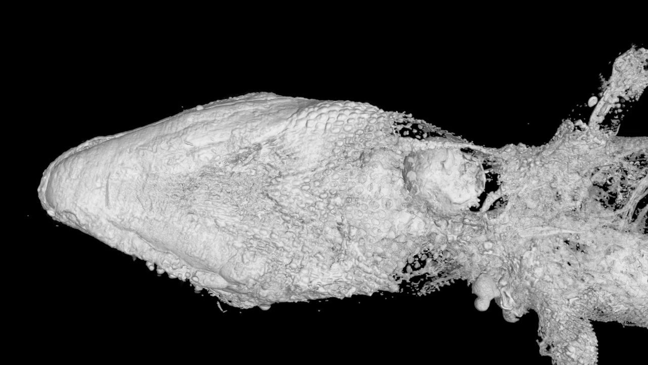 Ancient Lizards Revealed in 3D Scans Smithsonian Magazine