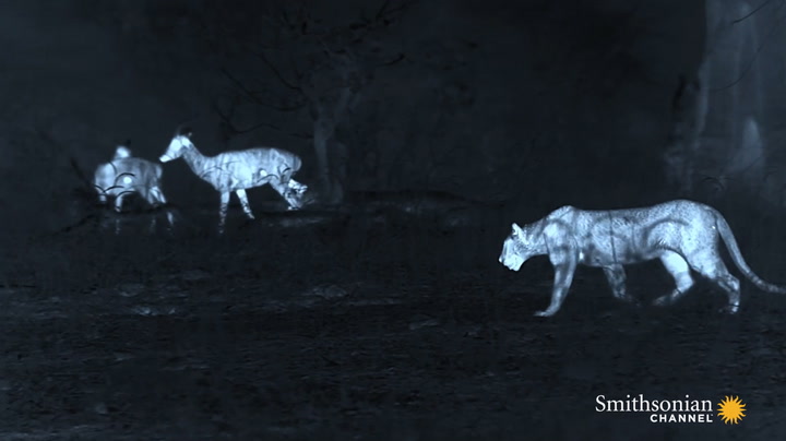 A Leopard’s Carefully Planned Ambush Is Ruined by a Hyena Smithsonian ...