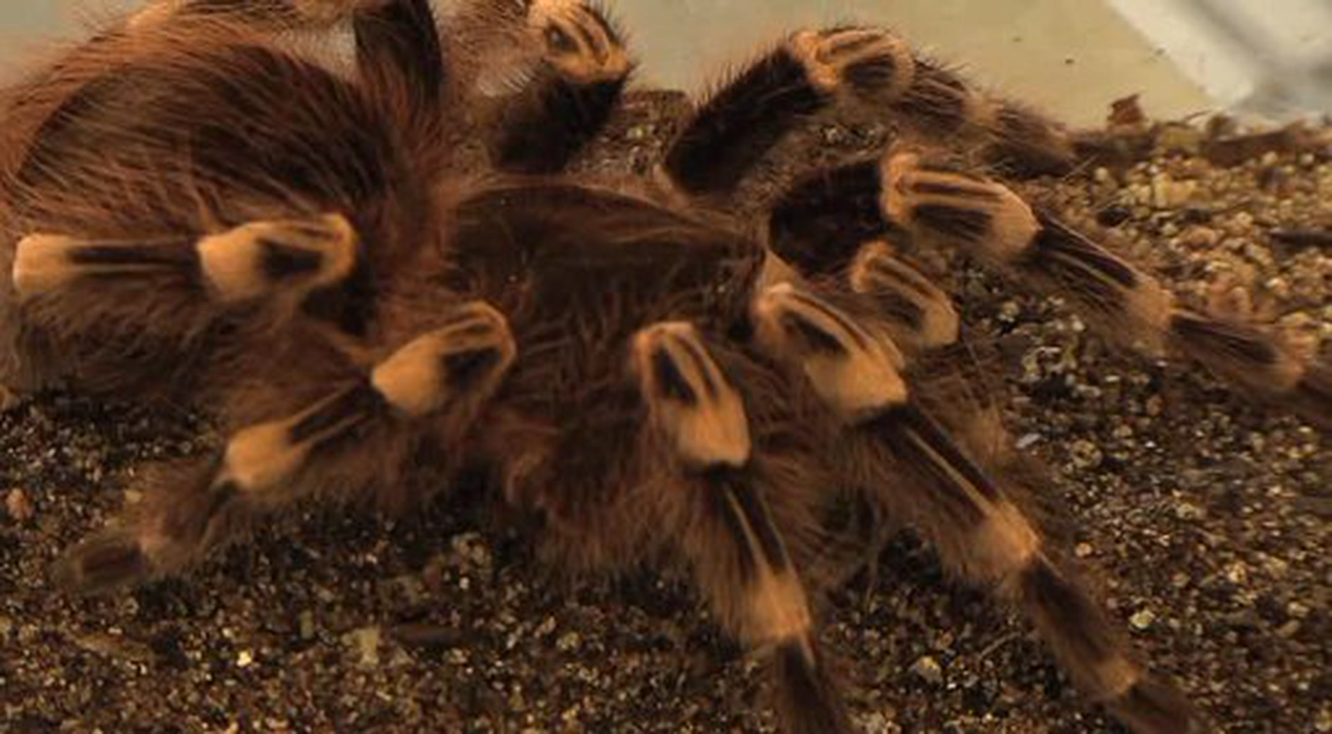 When Tarantulas Attack Smithsonian Magazine