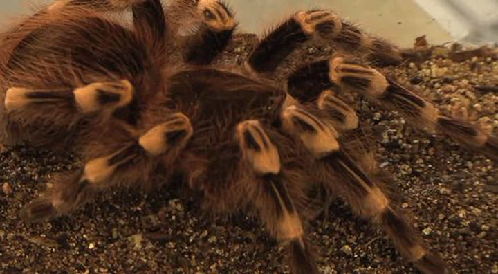 When Tarantulas Attack Smithsonian Magazine