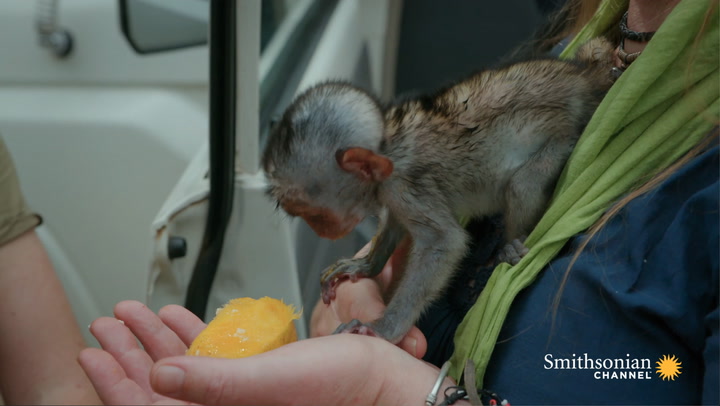 This Baby Monkey Loves His Favorite Foods Smithsonian Magazine
