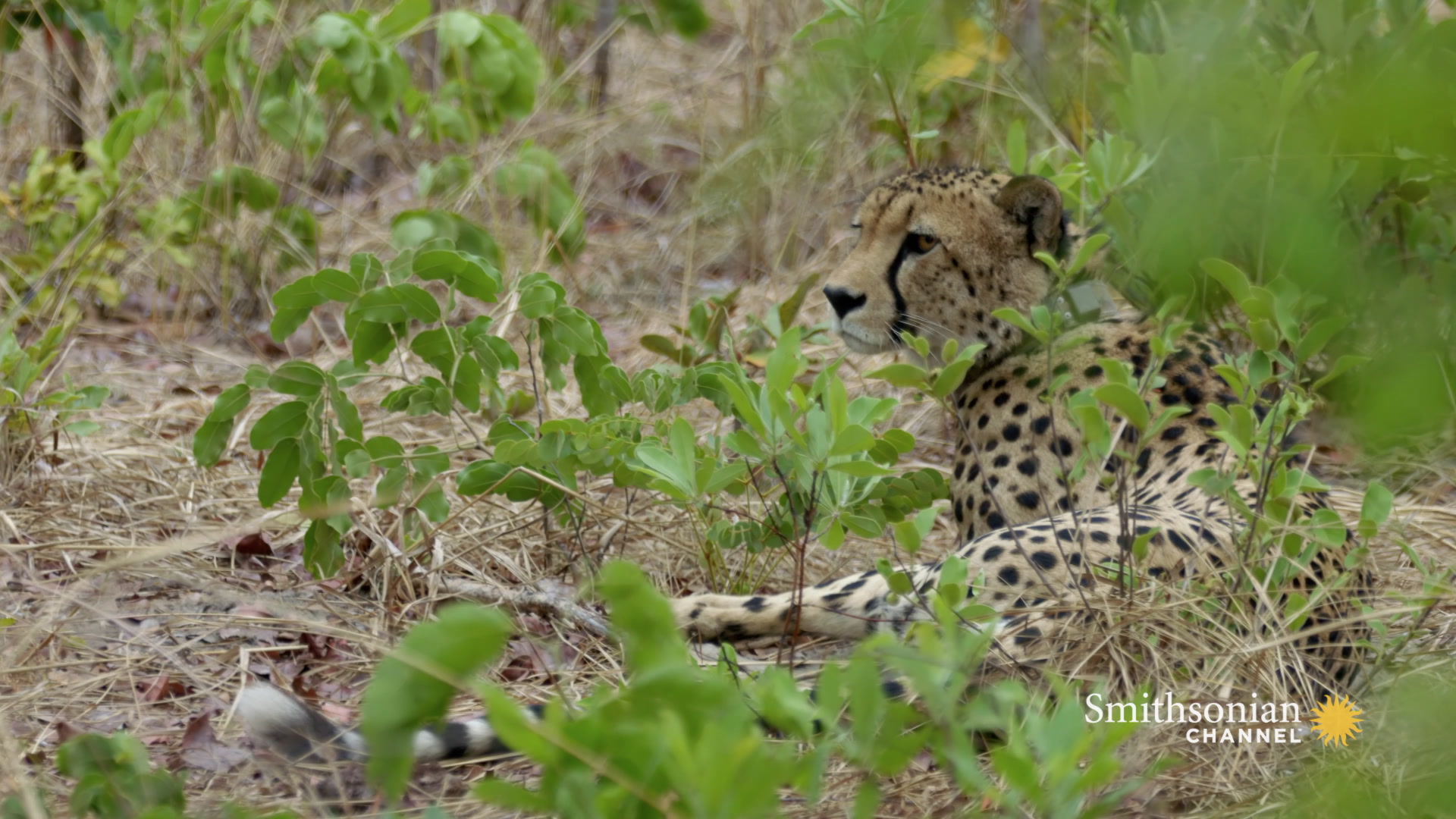 A Cheetah Changes His Hunting Strategy in a Surprising Way Smithsonian ...