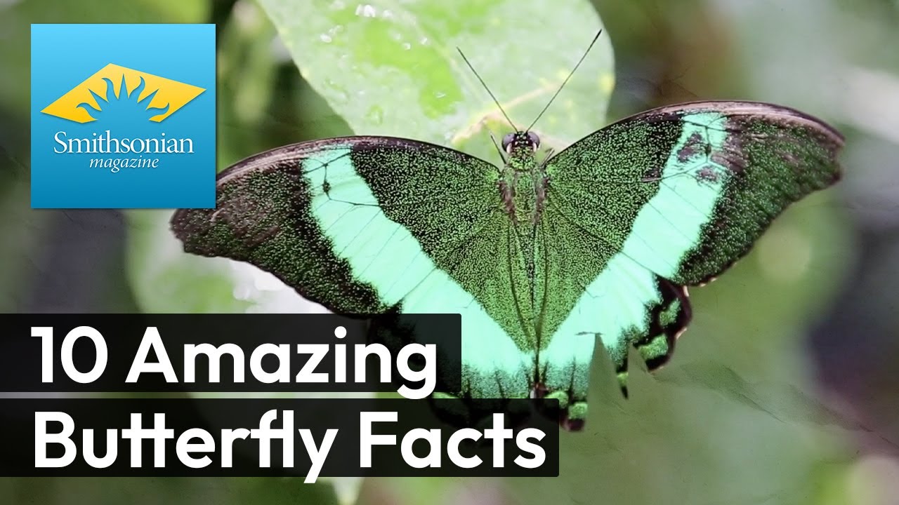 10 Enchanting Butterfly Facts Revealed! Smithsonian Magazine