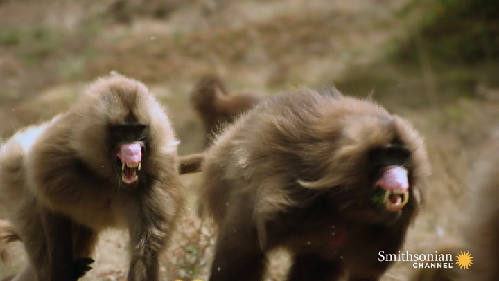 Two Gelada Brothers Viciously Fight for Breeding Rights Smithsonian ...