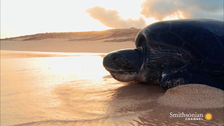 A Hunting Ban Is Finally Helping Green Sea Turtles Thrive Smithsonian ...