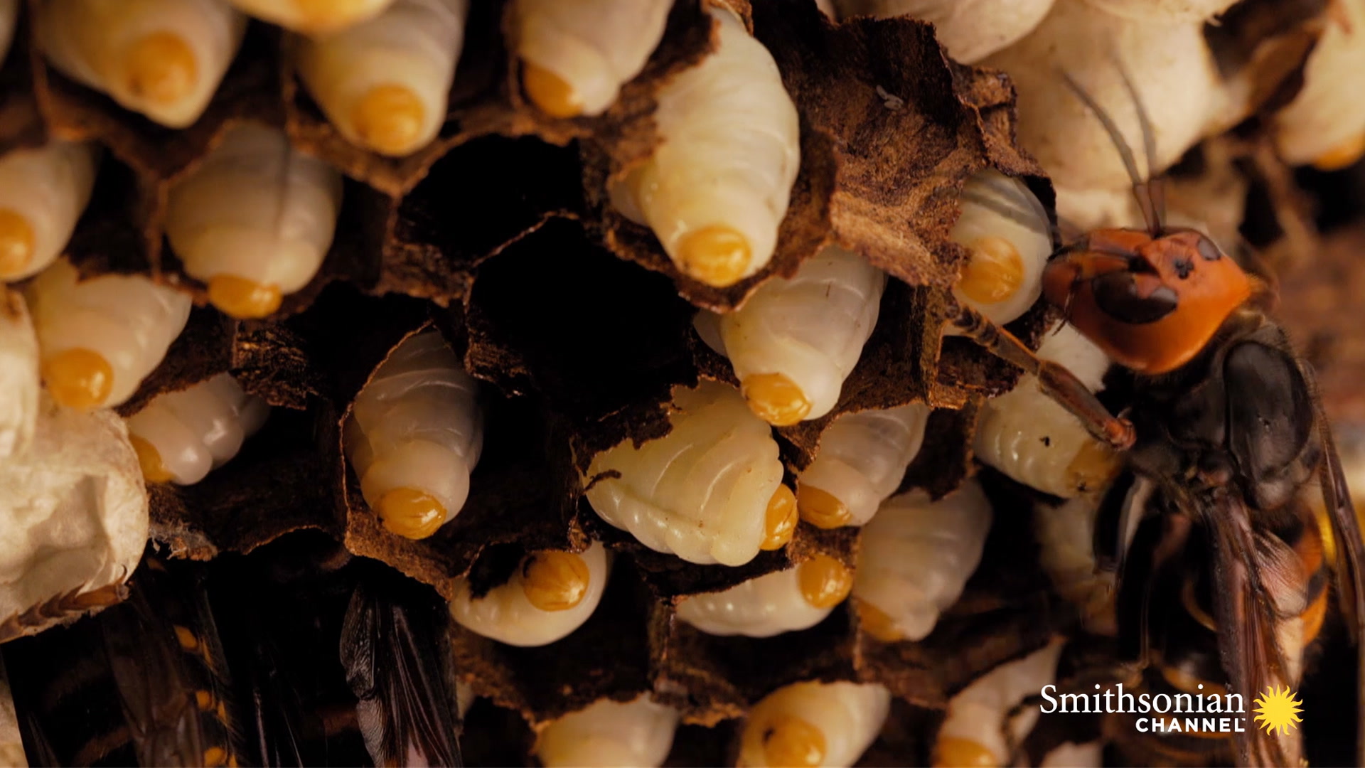 The Extraordinary Life Cycle of a Hornet Colony Smithsonian Magazine
