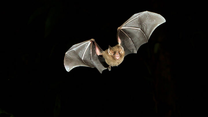 A Bat Flies in Super Slow Motion Smithsonian Magazine