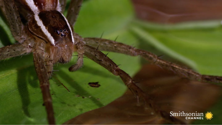 This Terrifying Spider Hunts Fish Underwater Smithsonian Magazine