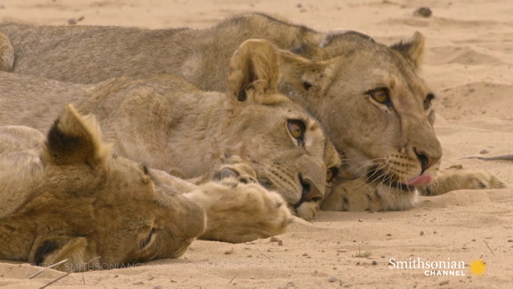 Hostile Lioness Withholds Food from Hungry Orphaned Cubs Smithsonian ...