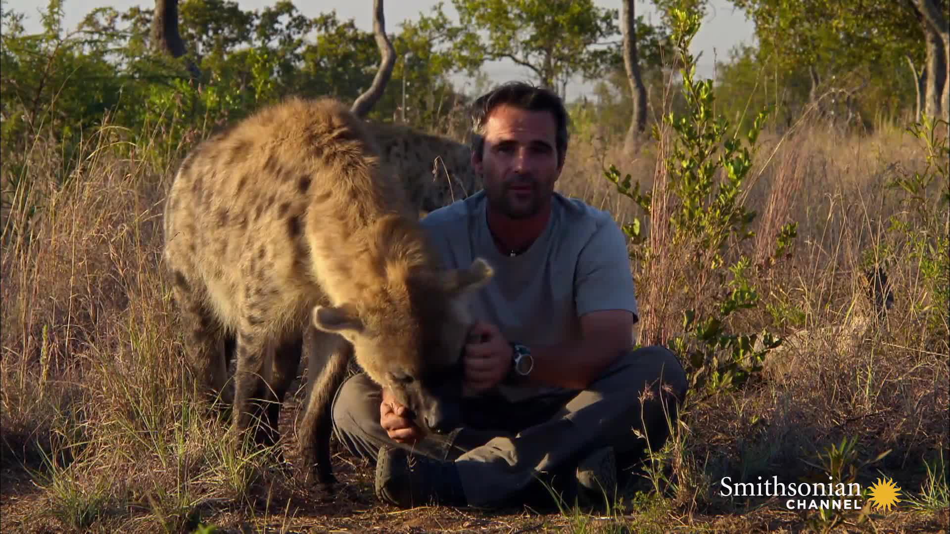 Why Do Hyenas Laugh? Smithsonian Magazine