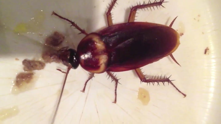 Weird Science: Headless Cockroach Smithsonian Magazine