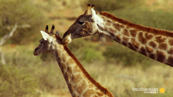 Why Do Giraffes Have Patches? Smithsonian Magazine