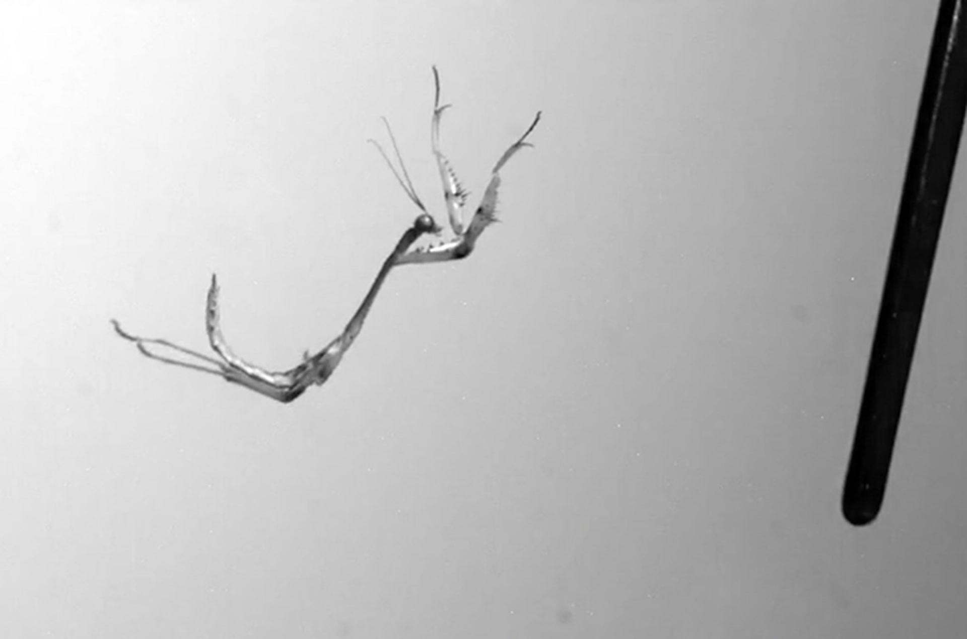 Aerial Acrobatics of the Praying Mantis Smithsonian Magazine