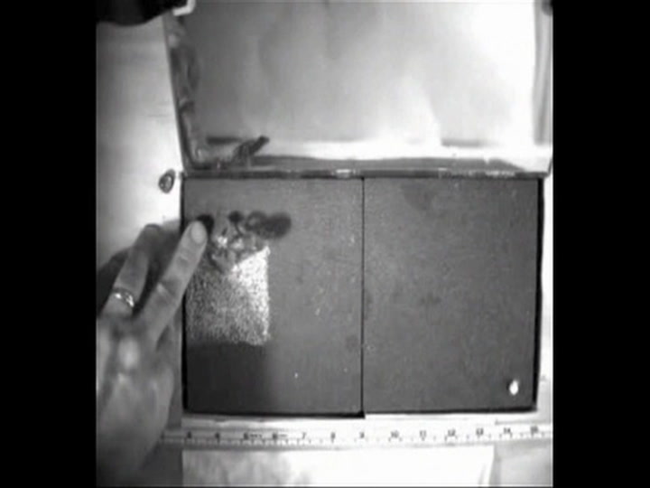 How Did Frogs Evolve? Smithsonian Magazine