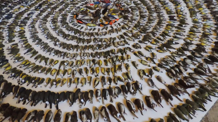 2016 FLAP Canada Bird Layout Smithsonian Magazine