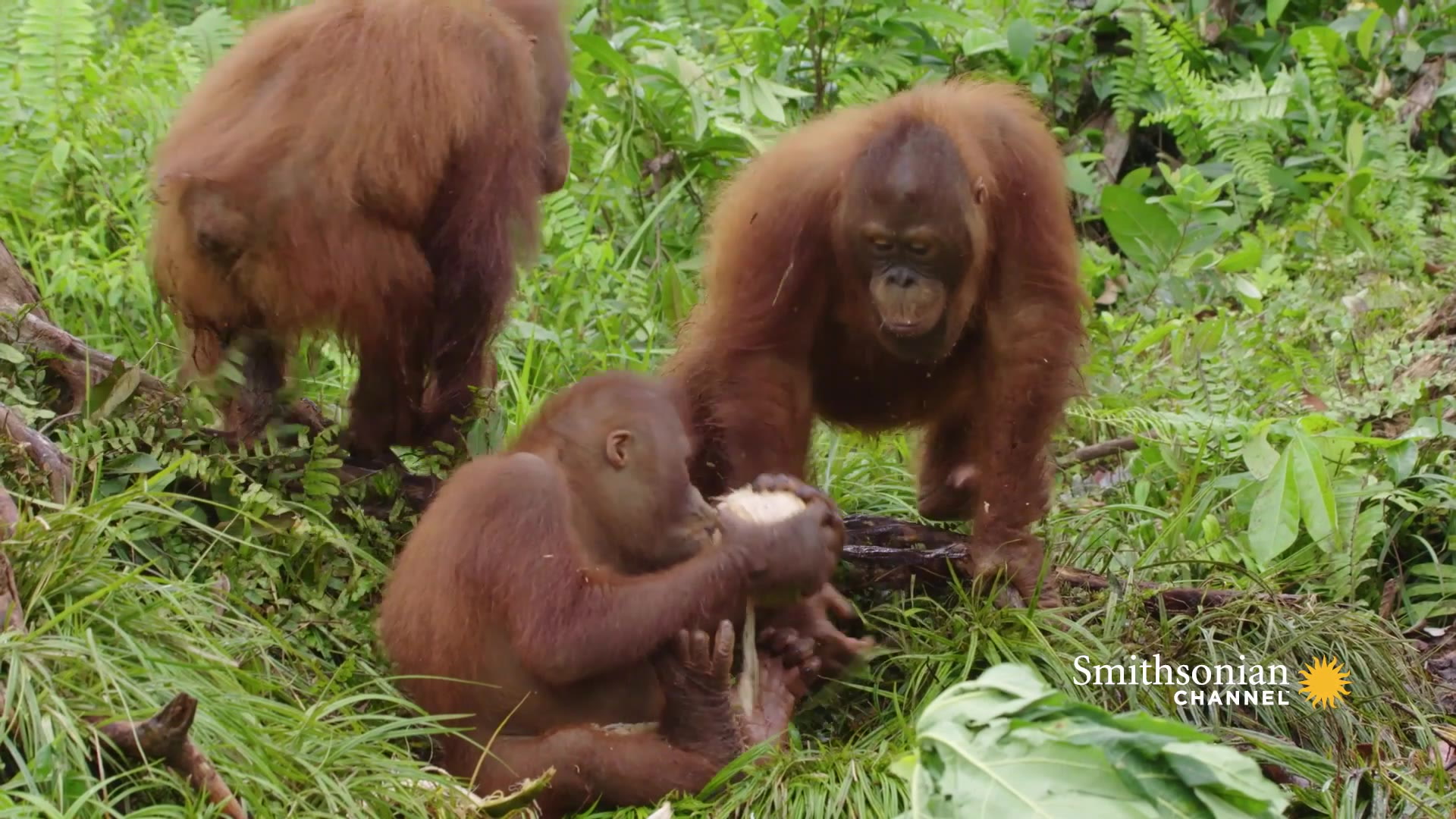 Most Watched Orangutan Jungle School Videos Smithsonian Magazine