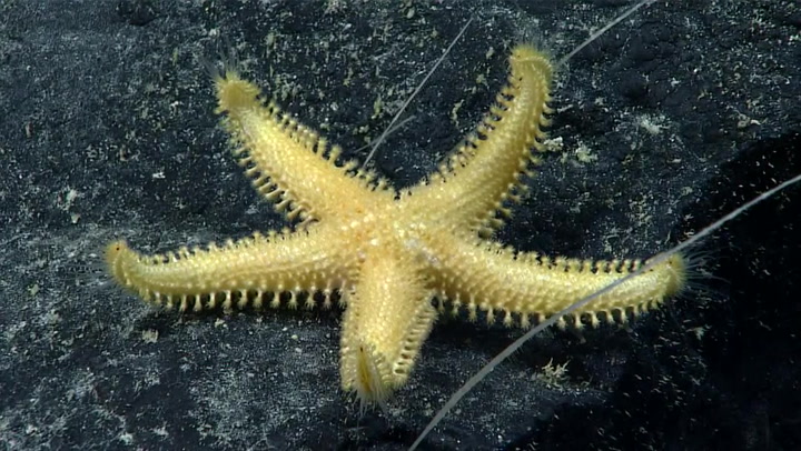 Sea Star Storytime with Chris Mah Smithsonian Magazine