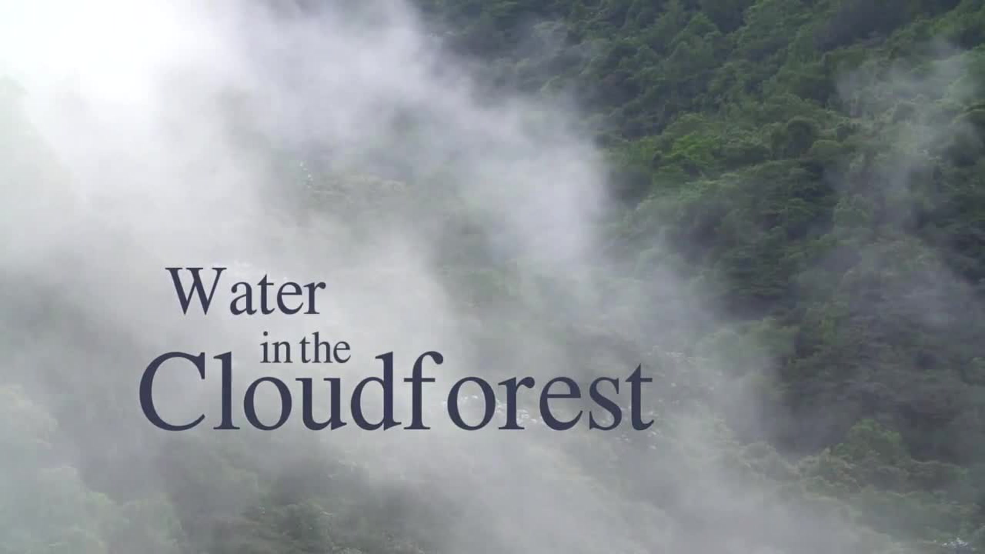 Water in the Cloudforest Smithsonian Magazine