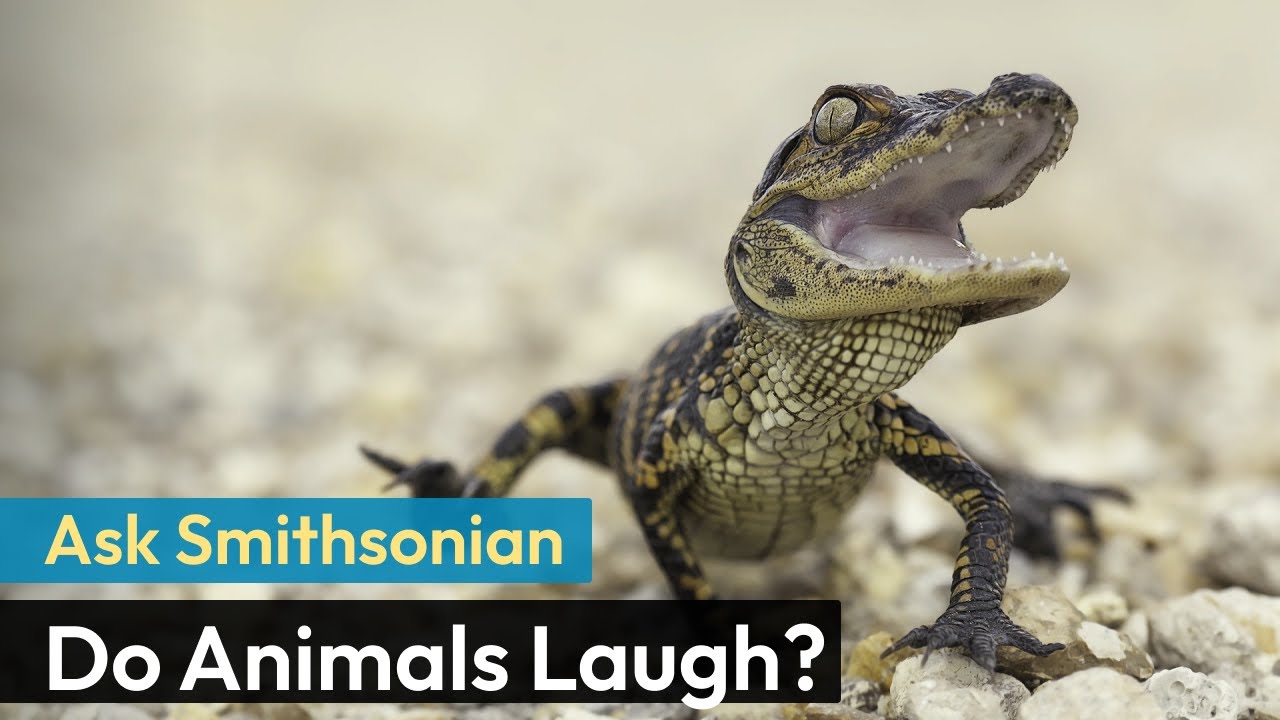 Ask Smithsonian: Do Animals Laugh? Smithsonian Magazine