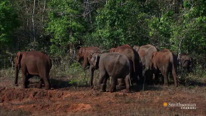 Can an Elephant Become a Serial Killer? Smithsonian Magazine