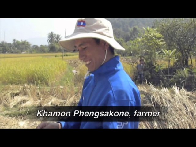 Sticky Rice In Laos Smithsonian Magazine