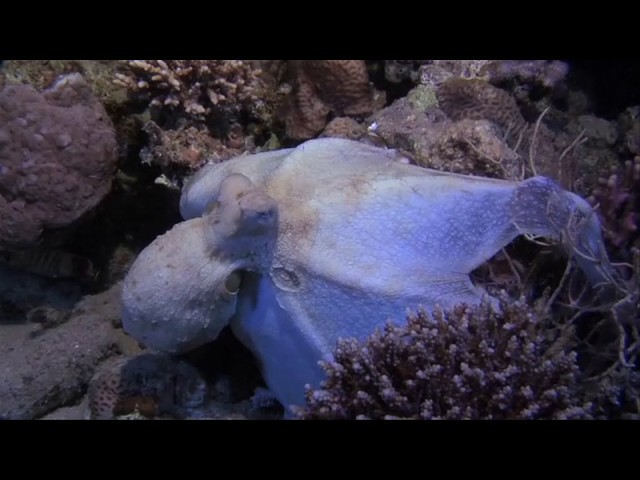 How an Octopus Eats Smithsonian Magazine