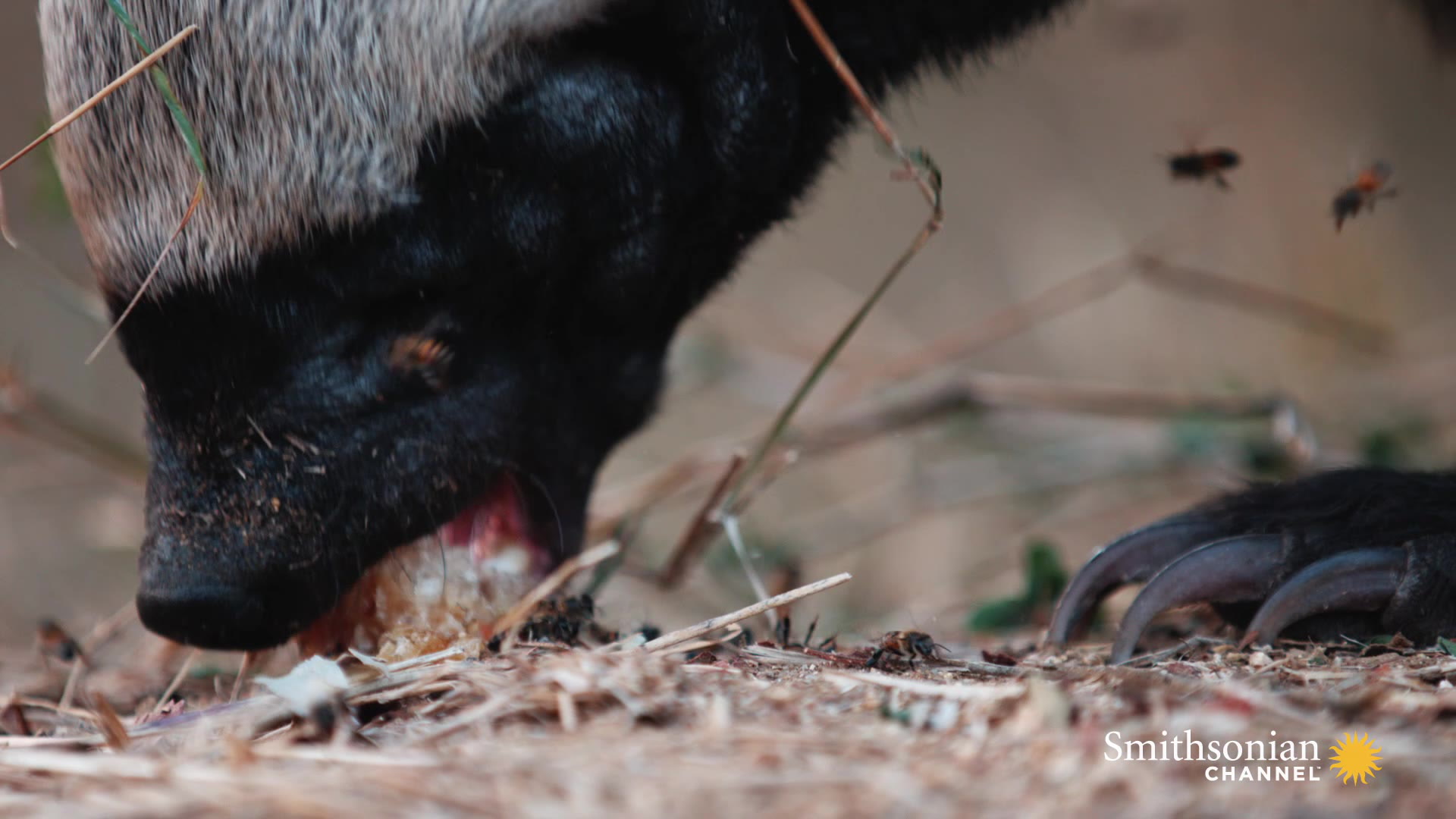 This Honey Badger Endures Bee Stings for His Favorite Treat Smithsonian ...