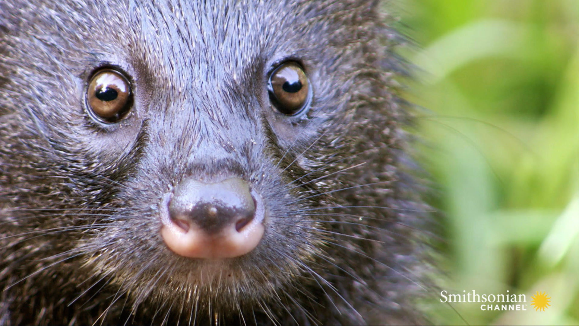 Mongoose Vs Black Mamba Black Mamba