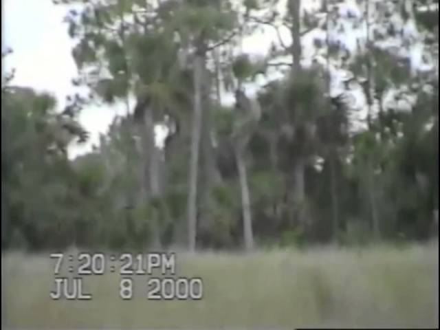 Dave Shealy's 2000 Skunk Ape Footage Smithsonian Magazine