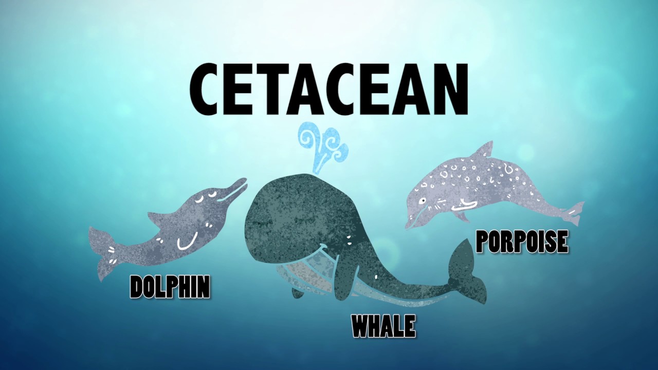 Ask Smithsonian: How Do Dolphins Sleep Without Drowning? Smithsonian ...