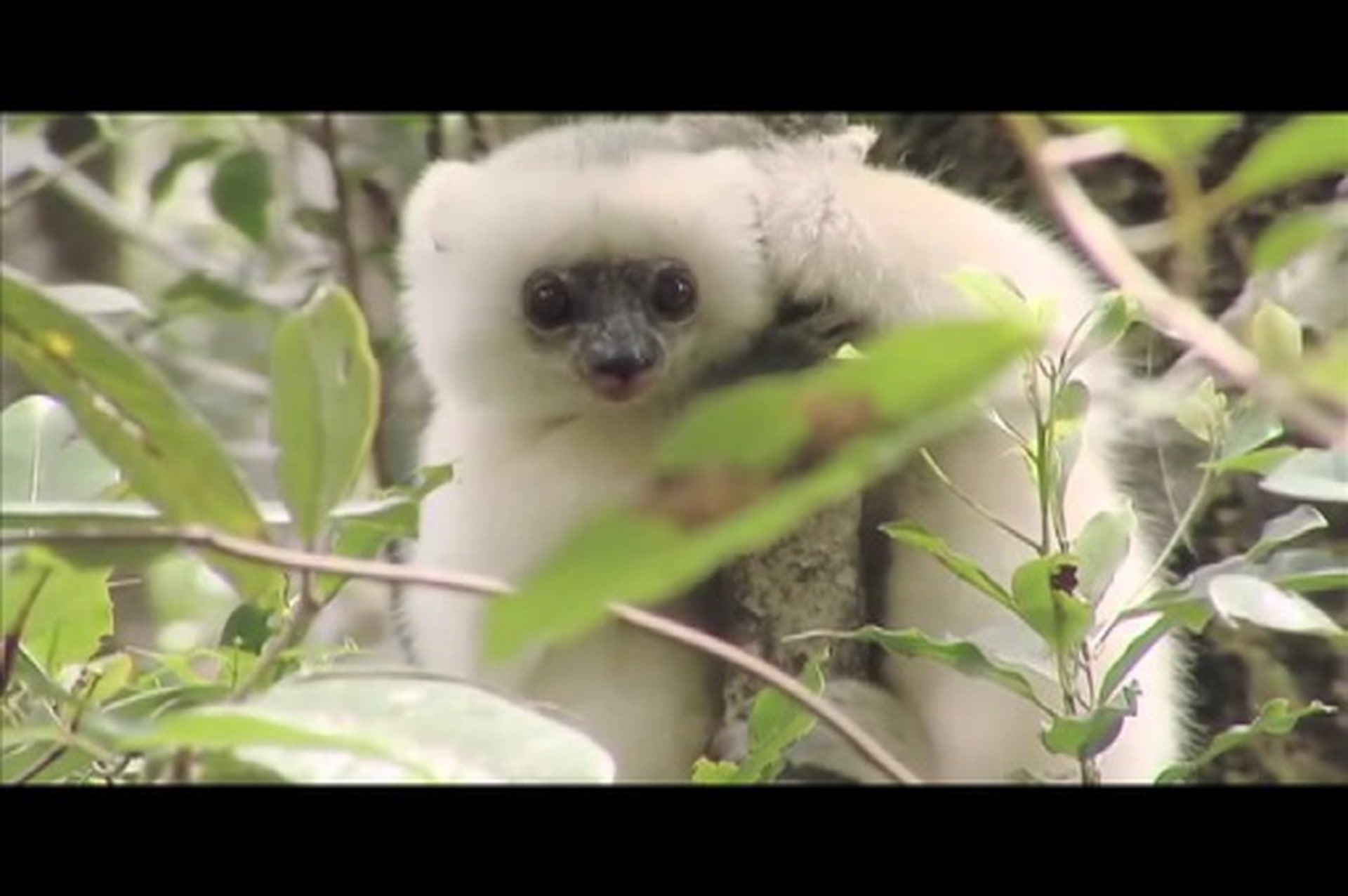 Silky Sifakas: The Angels of the Forest Smithsonian Magazine