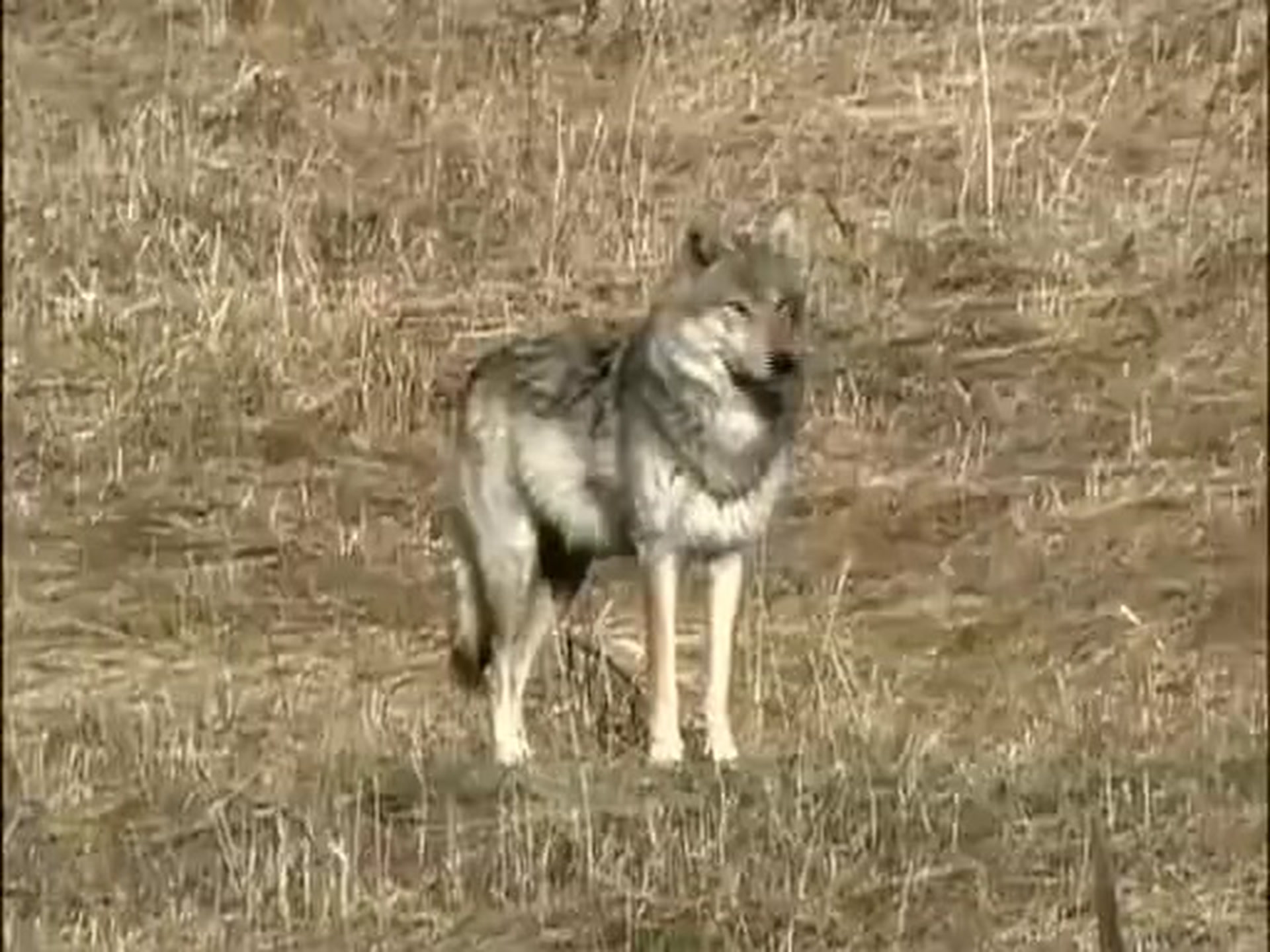 Wolves Return to the Rockies Smithsonian Magazine