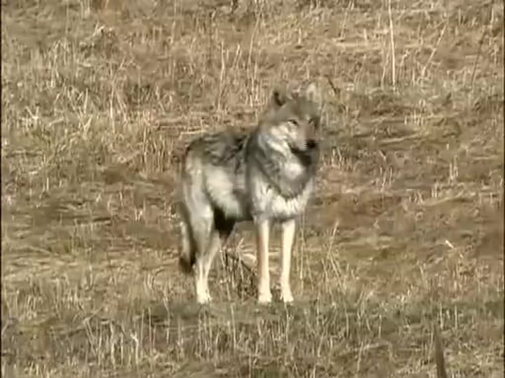 Wolves Return to the Rockies Smithsonian Magazine