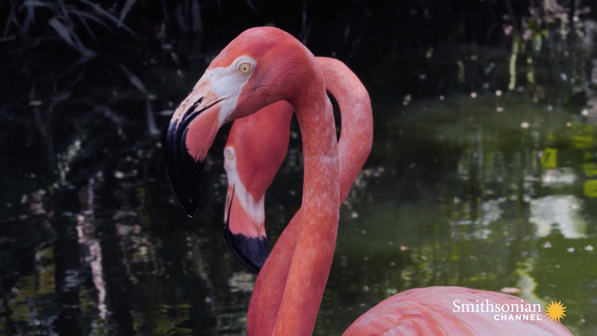 These Dancing Flamingos Know How to Draw Attention Smithsonian Magazine