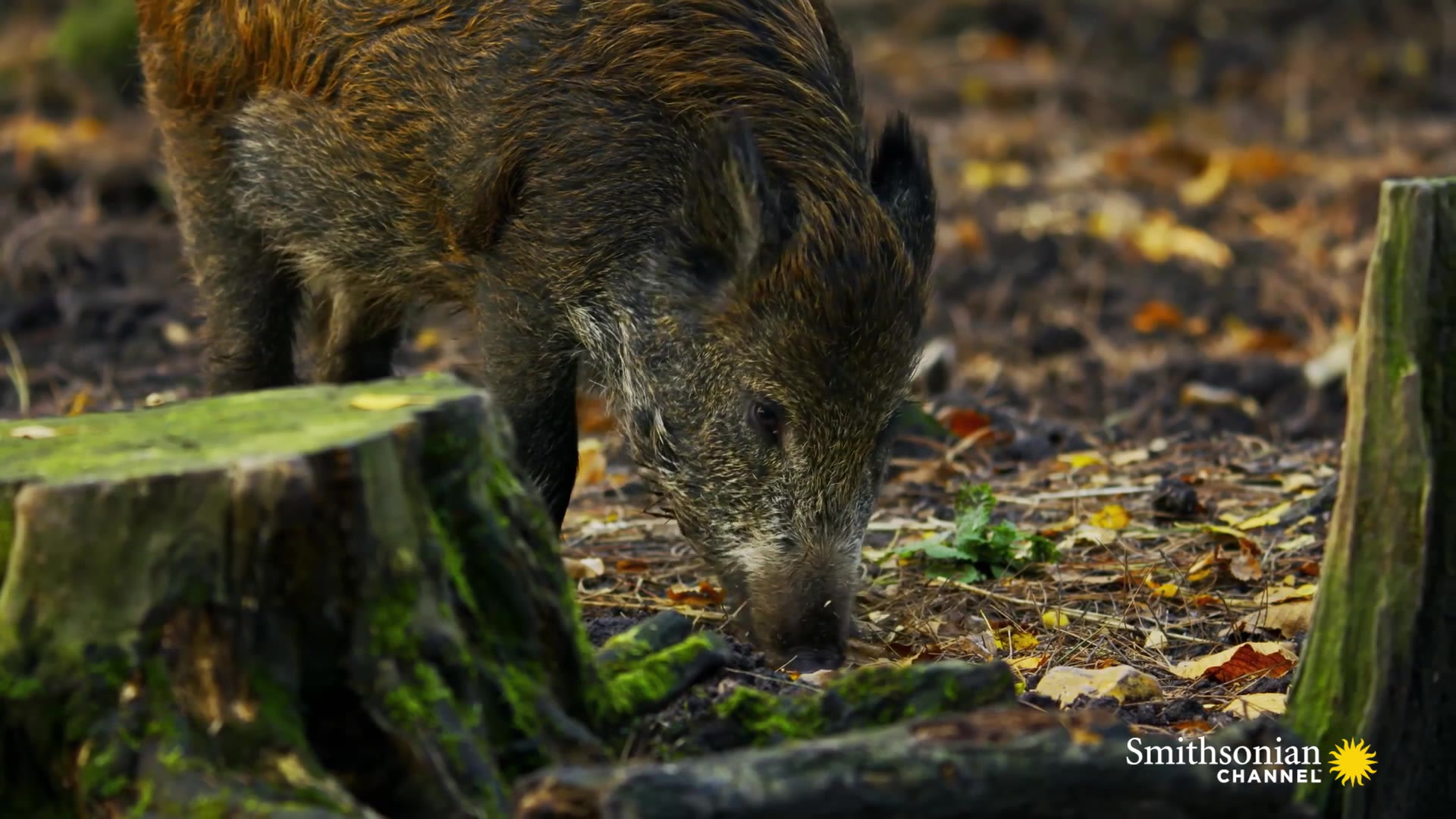 This Wild Boar Female Is the Decision-Maker in Her Herd Smithsonian ...