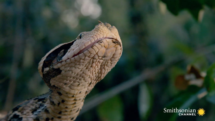 Incredible: A Gaboon Viper Strikes a Bird in Slo-Mo Smithsonian Magazine