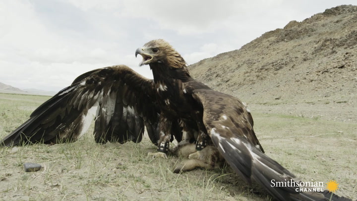 Meet the Nomad Girl Who Hunts With a Golden Eagle Smithsonian Magazine
